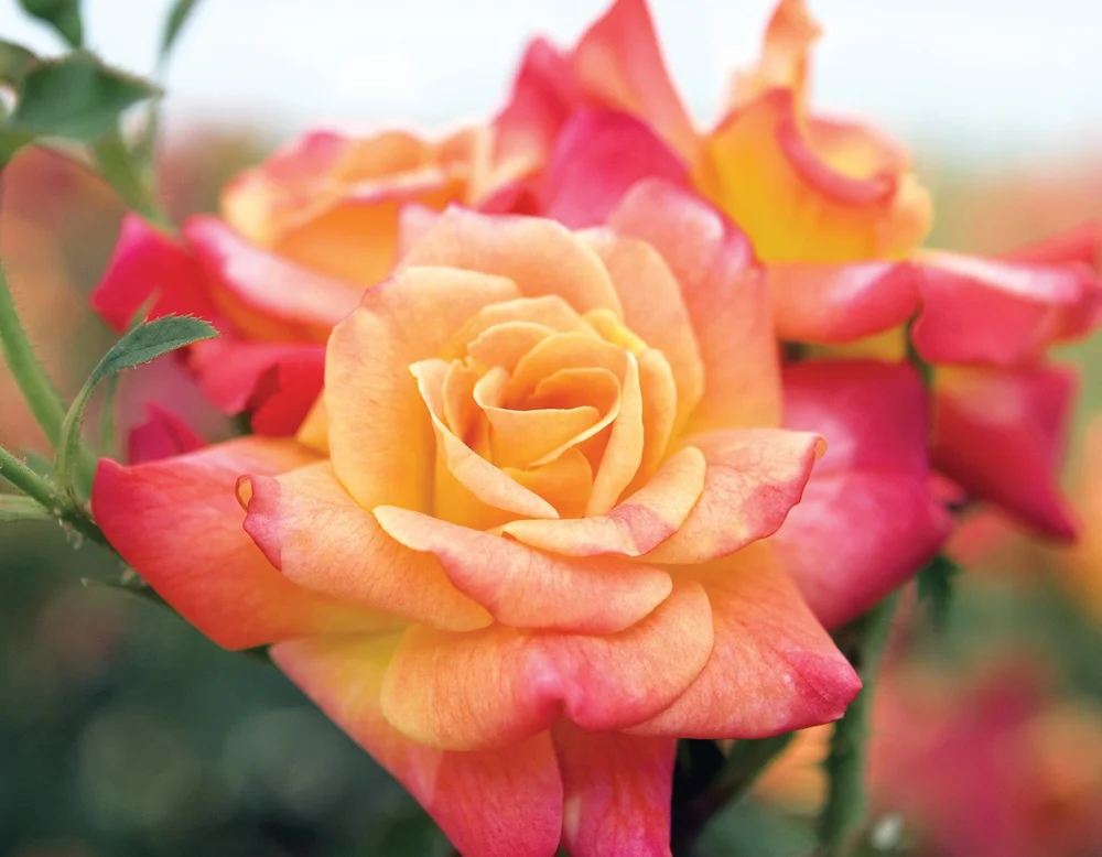 Roses Nurseries Seatlle Wa