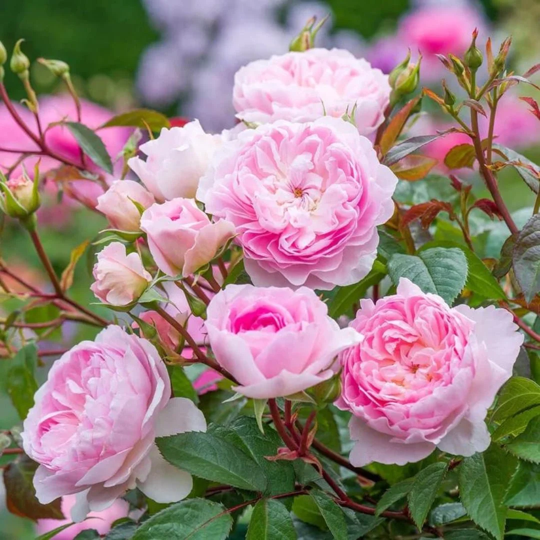 Roses — West Seattle Nursery