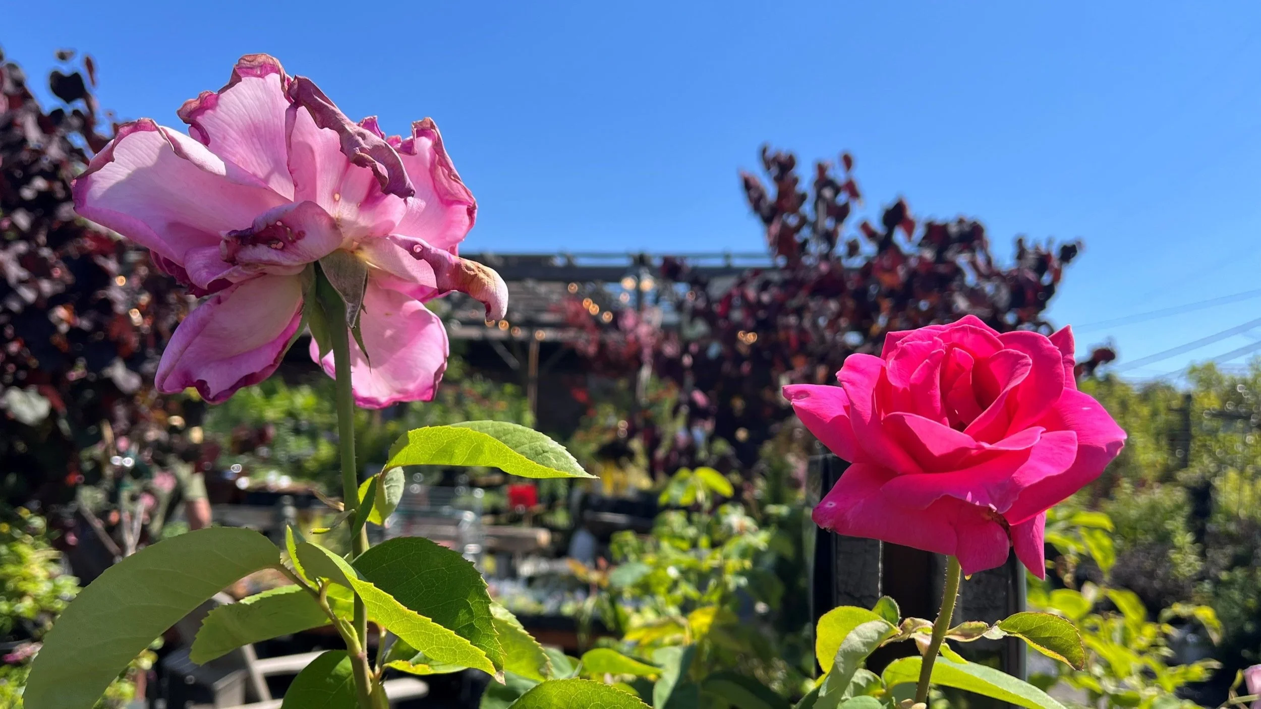 Roses — West Seattle Nursery