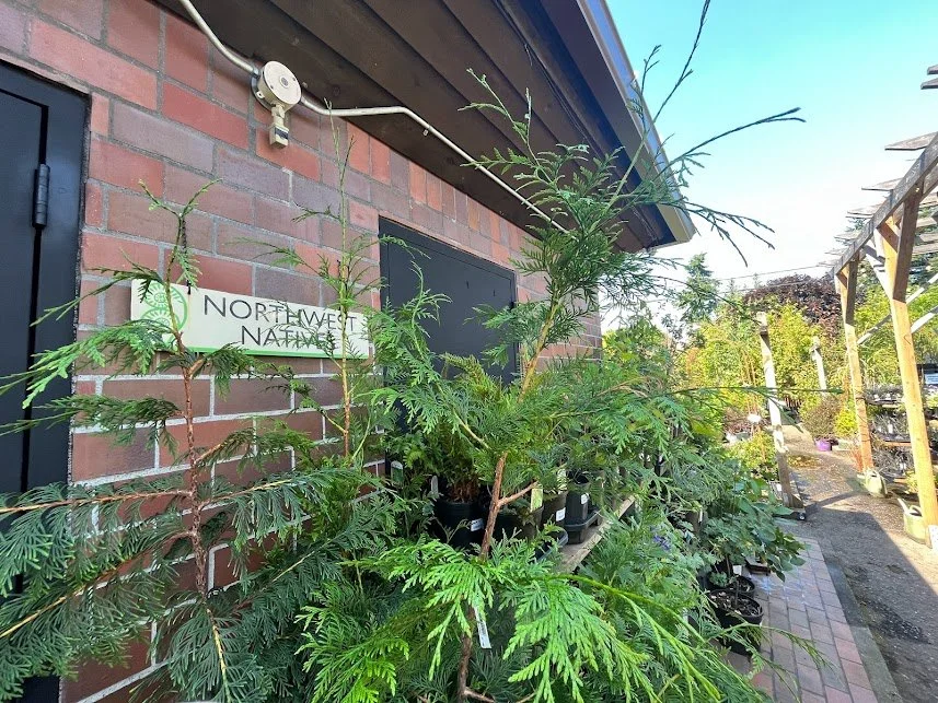 Northwest Natives — West Seattle Nursery