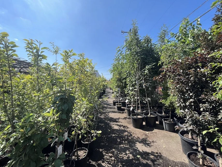 Deciduous Trees — West Seattle Nursery