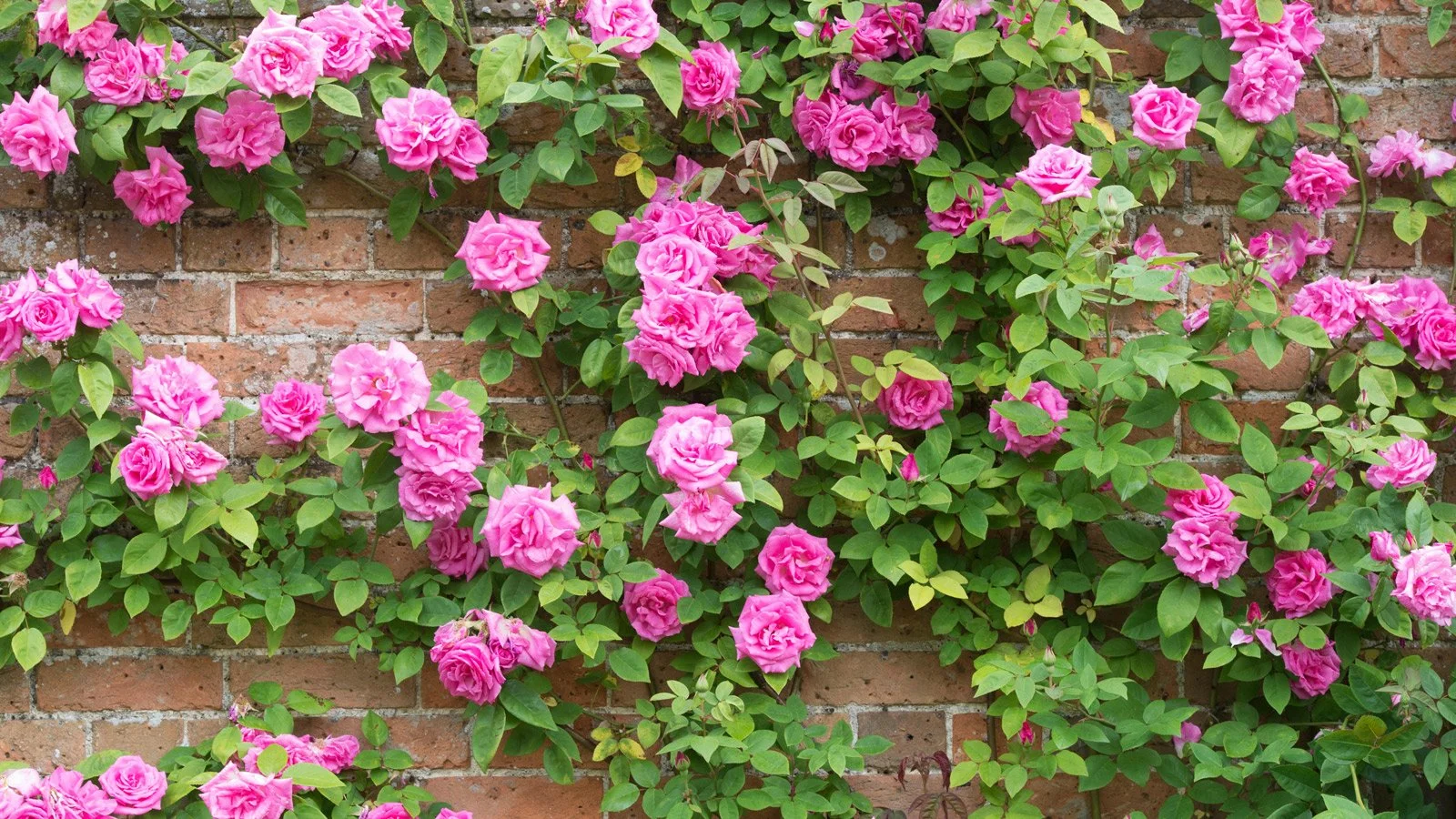 Roses — West Seattle Nursery