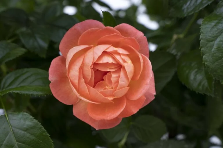 Roses — West Seattle Nursery