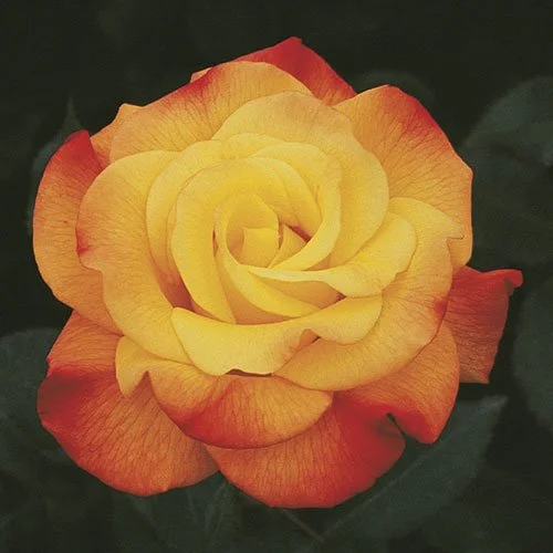Roses — West Seattle Nursery