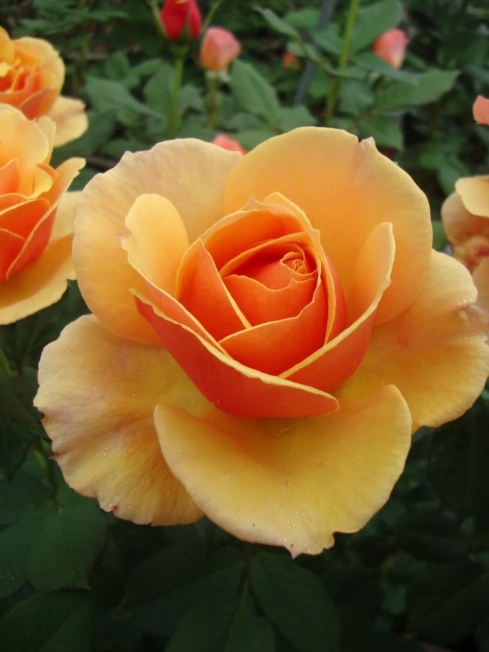 Roses — West Seattle Nursery