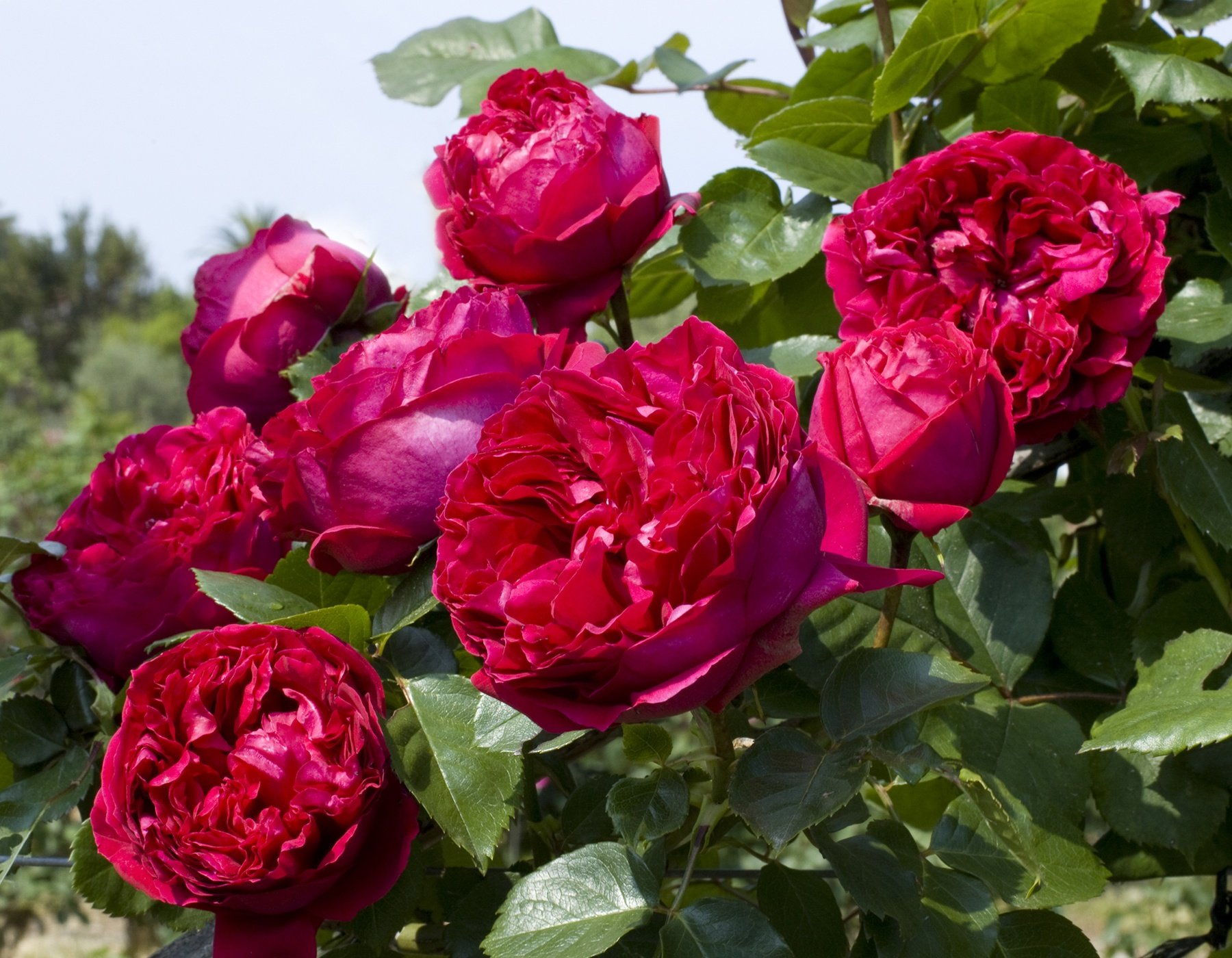 Roses — West Seattle Nursery