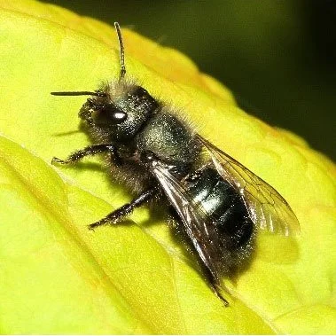 West Seattle Nursery