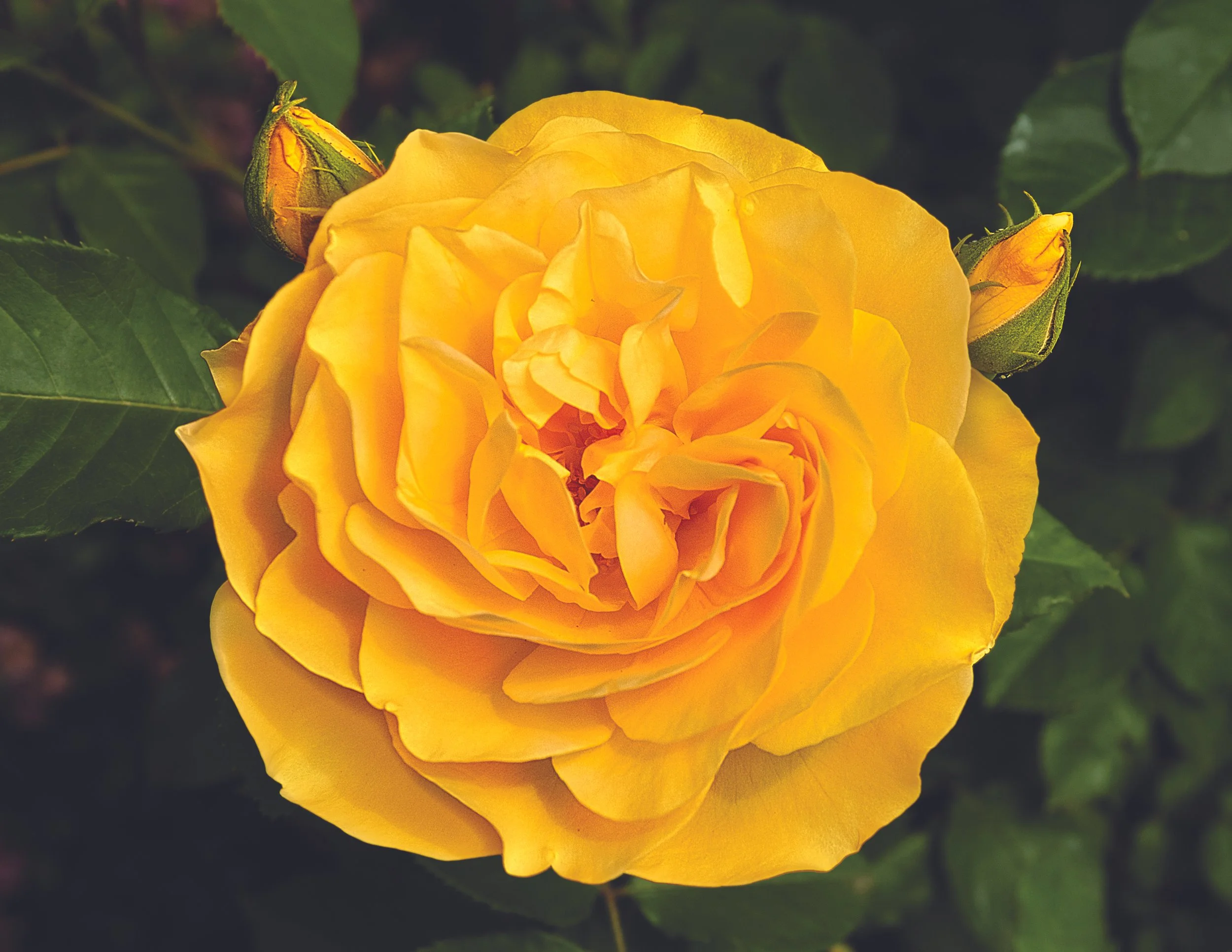 Roses — West Seattle Nursery