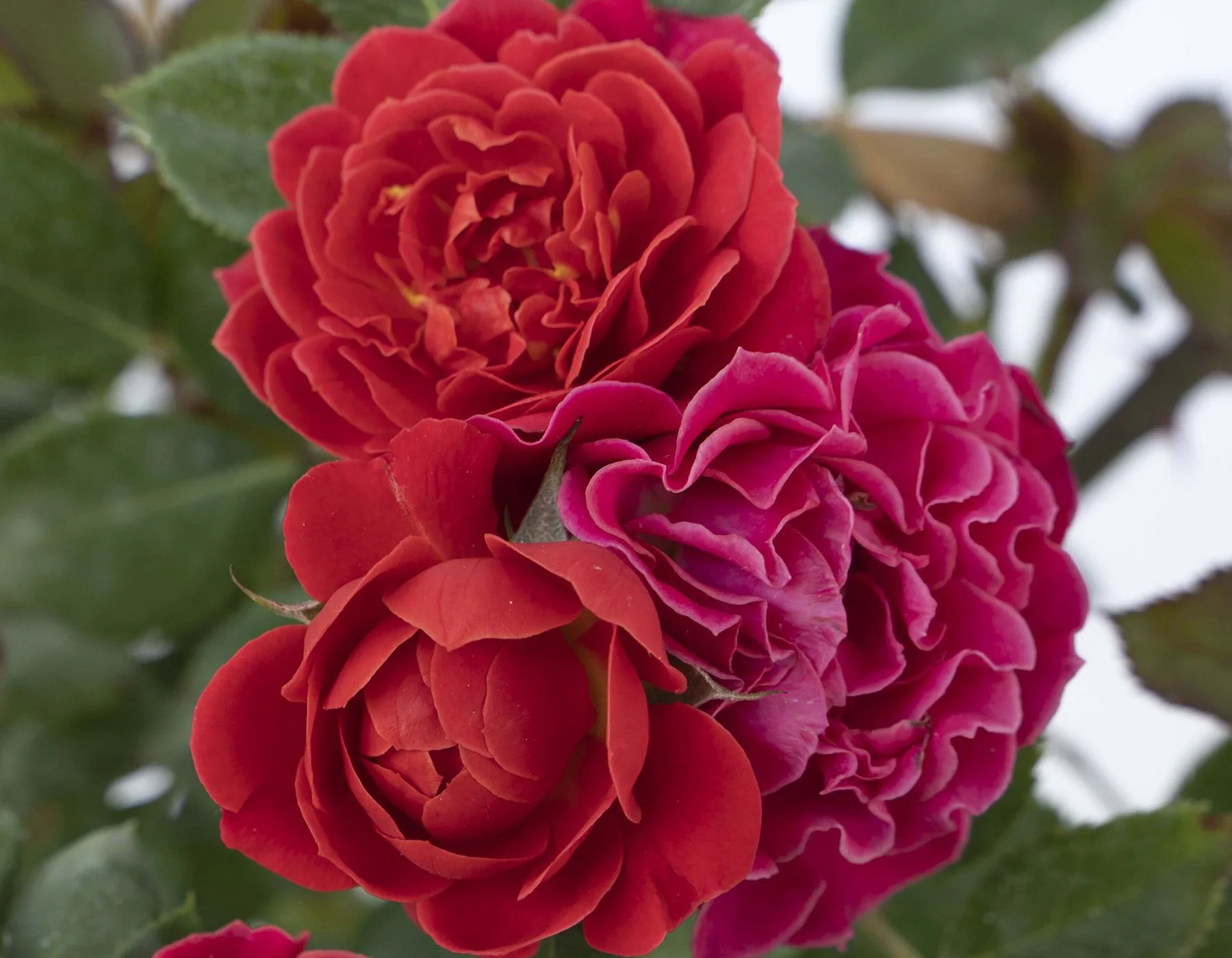 Roses — West Seattle Nursery