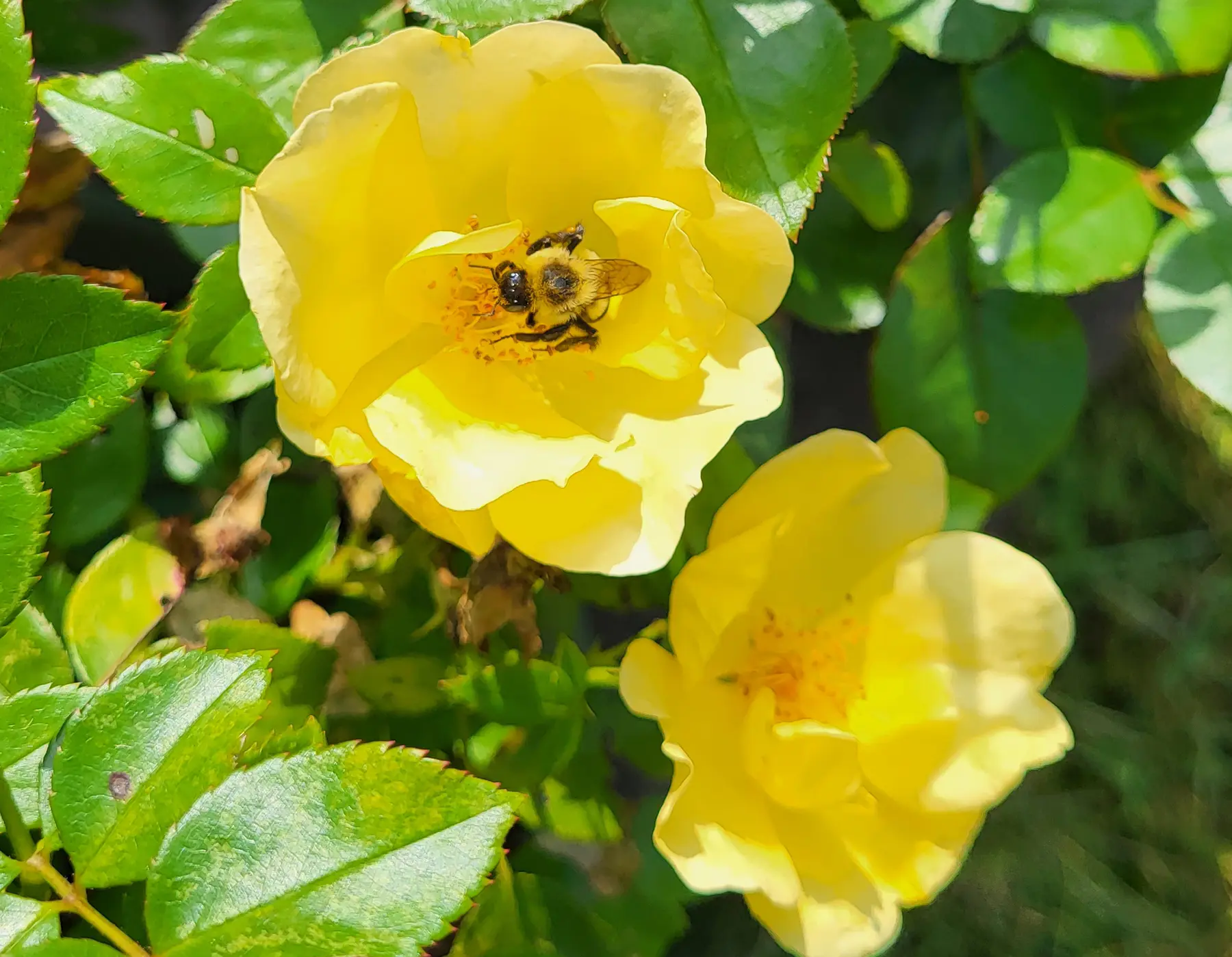 Roses — West Seattle Nursery