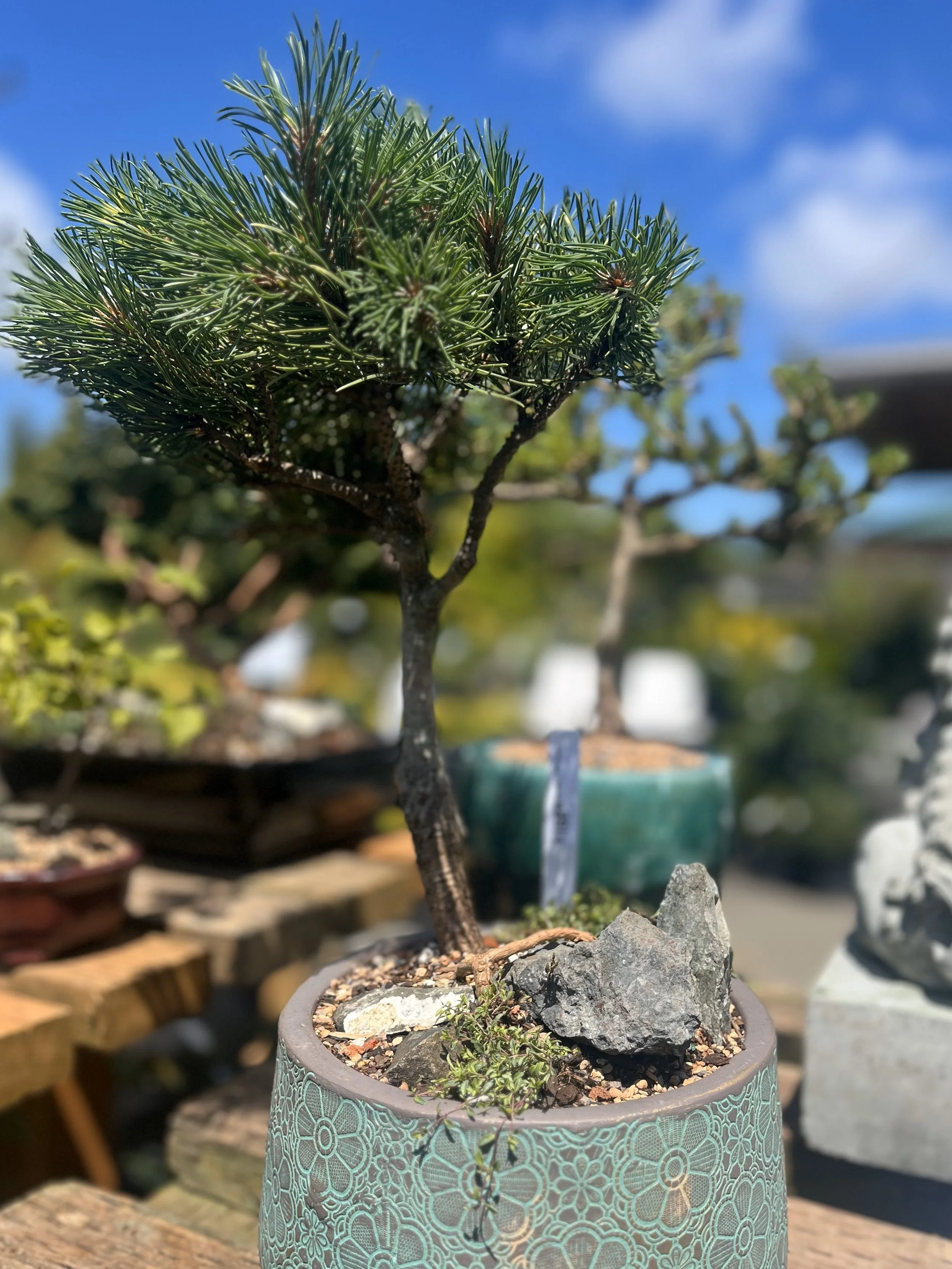 Pre-bonsai — West Seattle Nursery