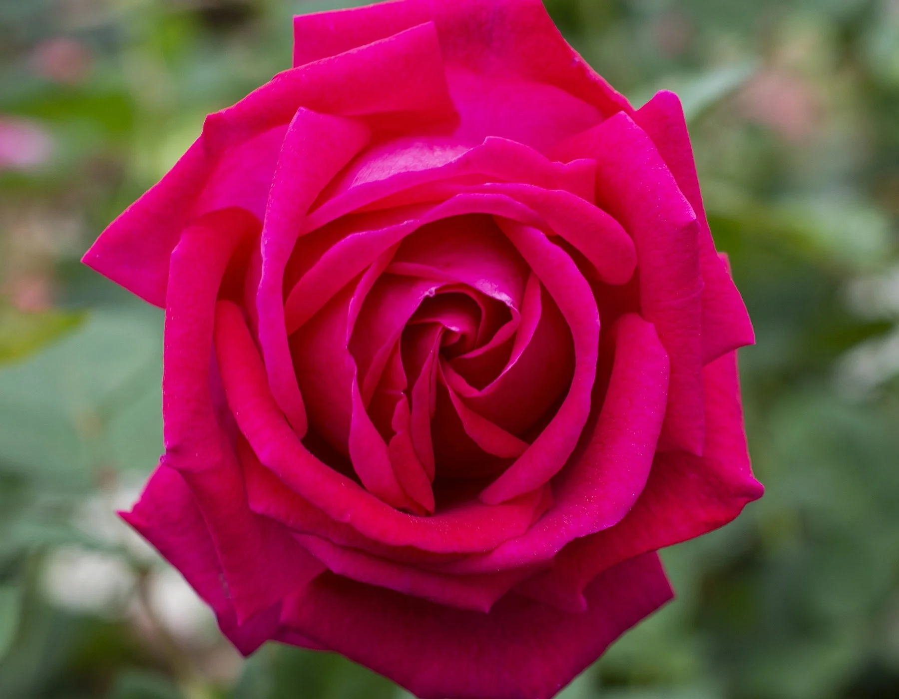 Roses — West Seattle Nursery