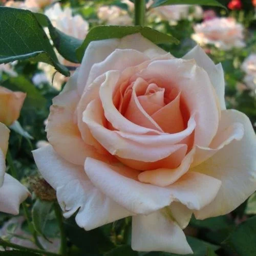 Roses — West Seattle Nursery