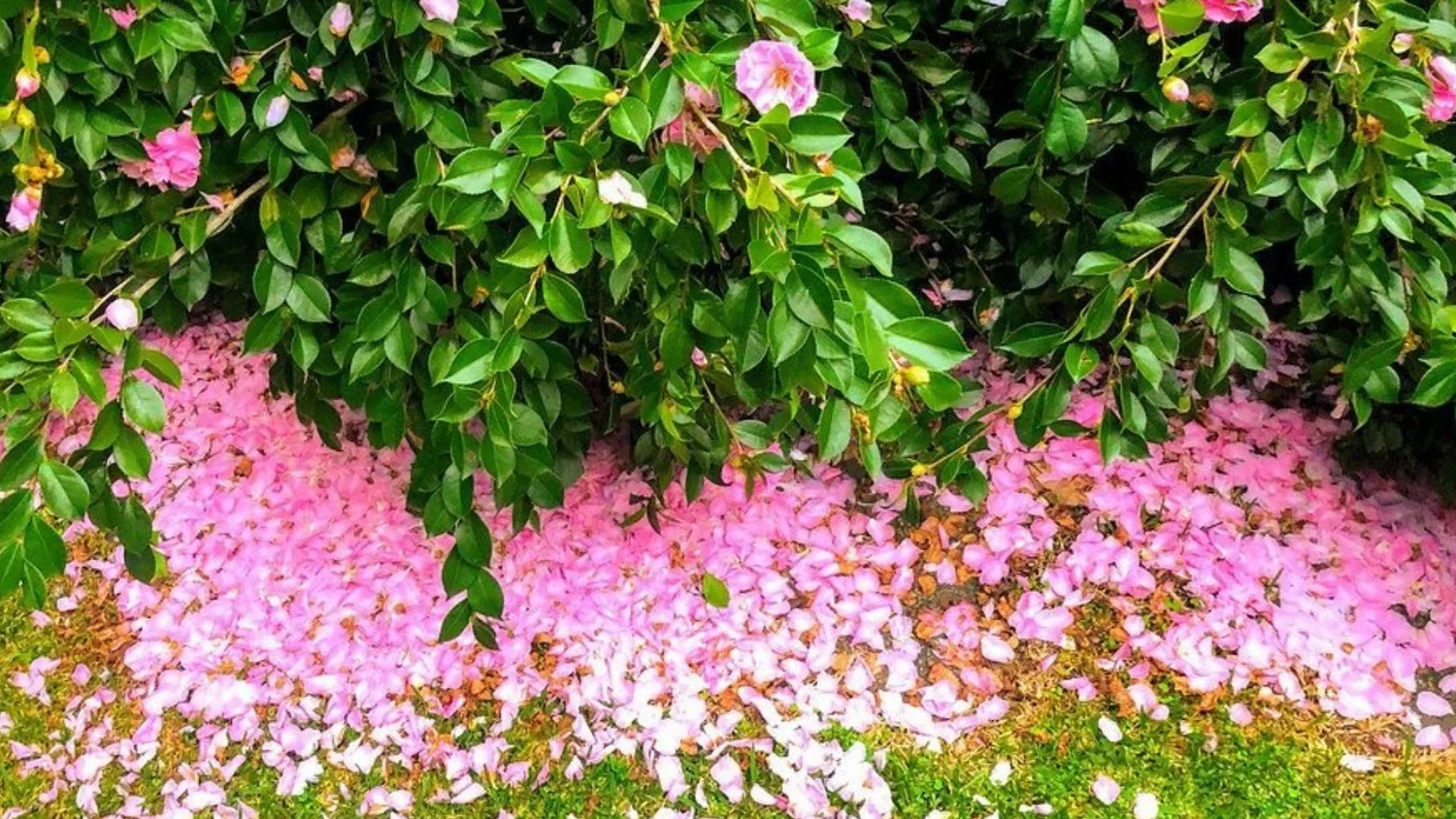 Camellias: Elegance in Every Season — West Seattle Nursery