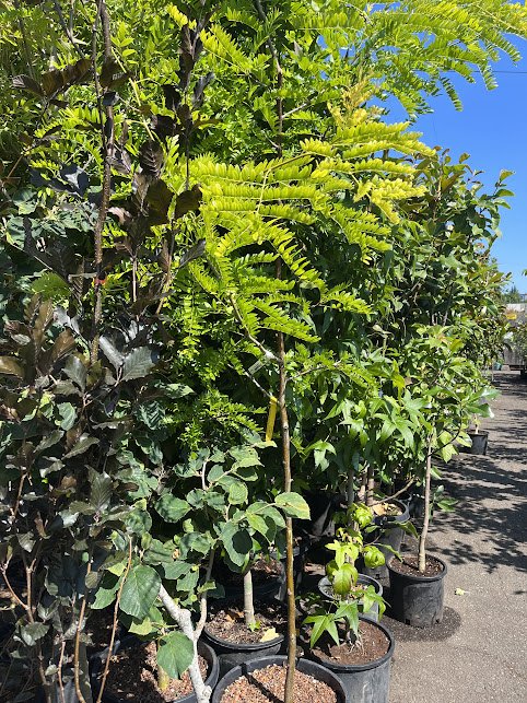 Deciduous Trees — West Seattle Nursery