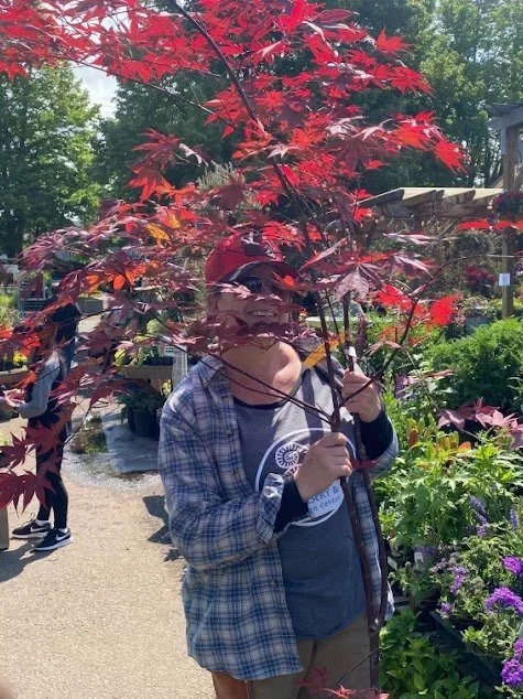 Japanese Maples — West Seattle Nursery