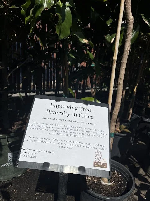 Deciduous Trees — West Seattle Nursery