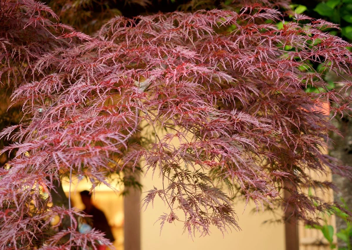 Embrace the Magic of Maple Trees — West Seattle Nursery