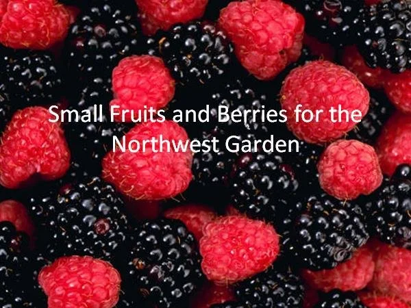 Small Fruits & Berries for Northwest Gardens — West Seattle Nursery