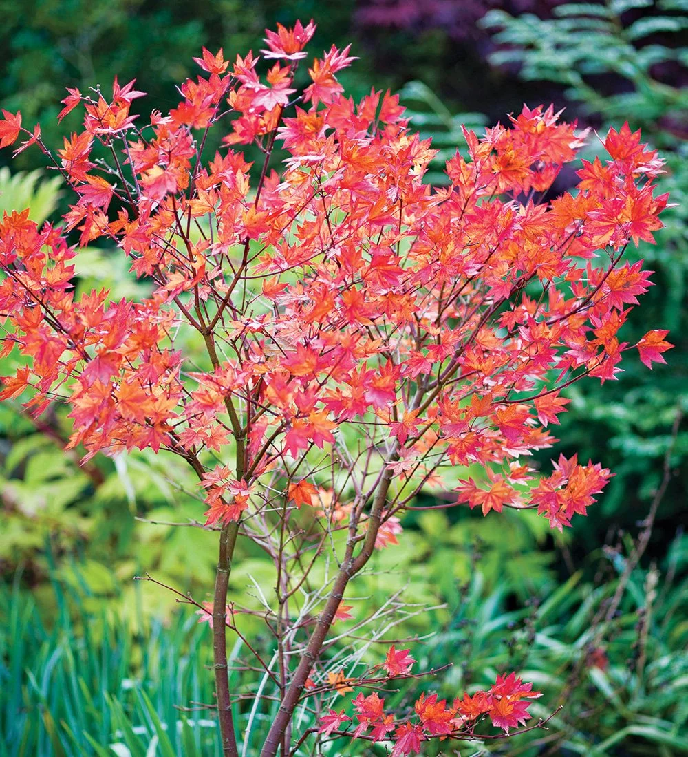 Embrace the Magic of Maple Trees — West Seattle Nursery