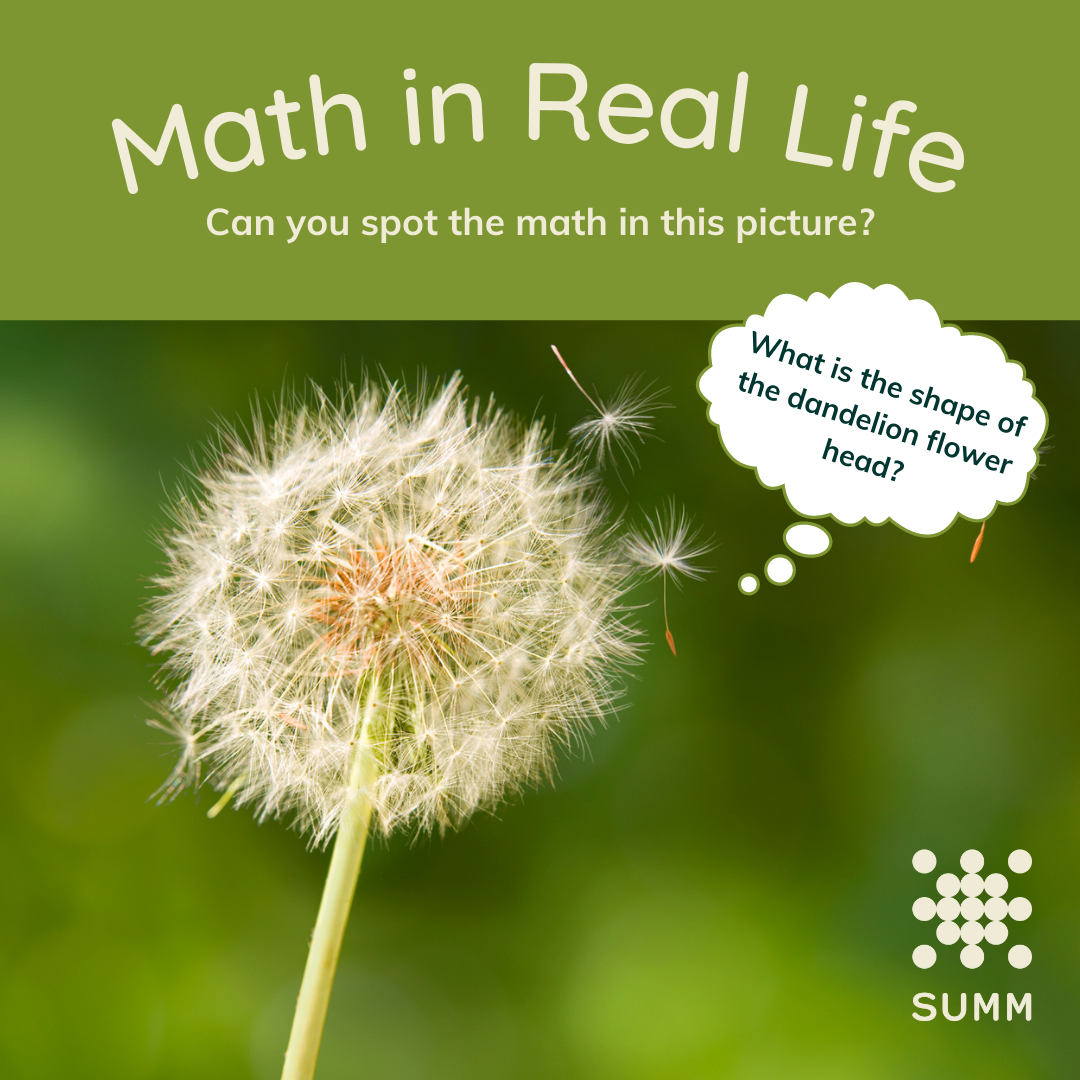 Math in… Dandelions — Seattle Universal Math Museum