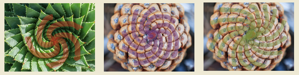 Math in… Flowers — Seattle Universal Math Museum