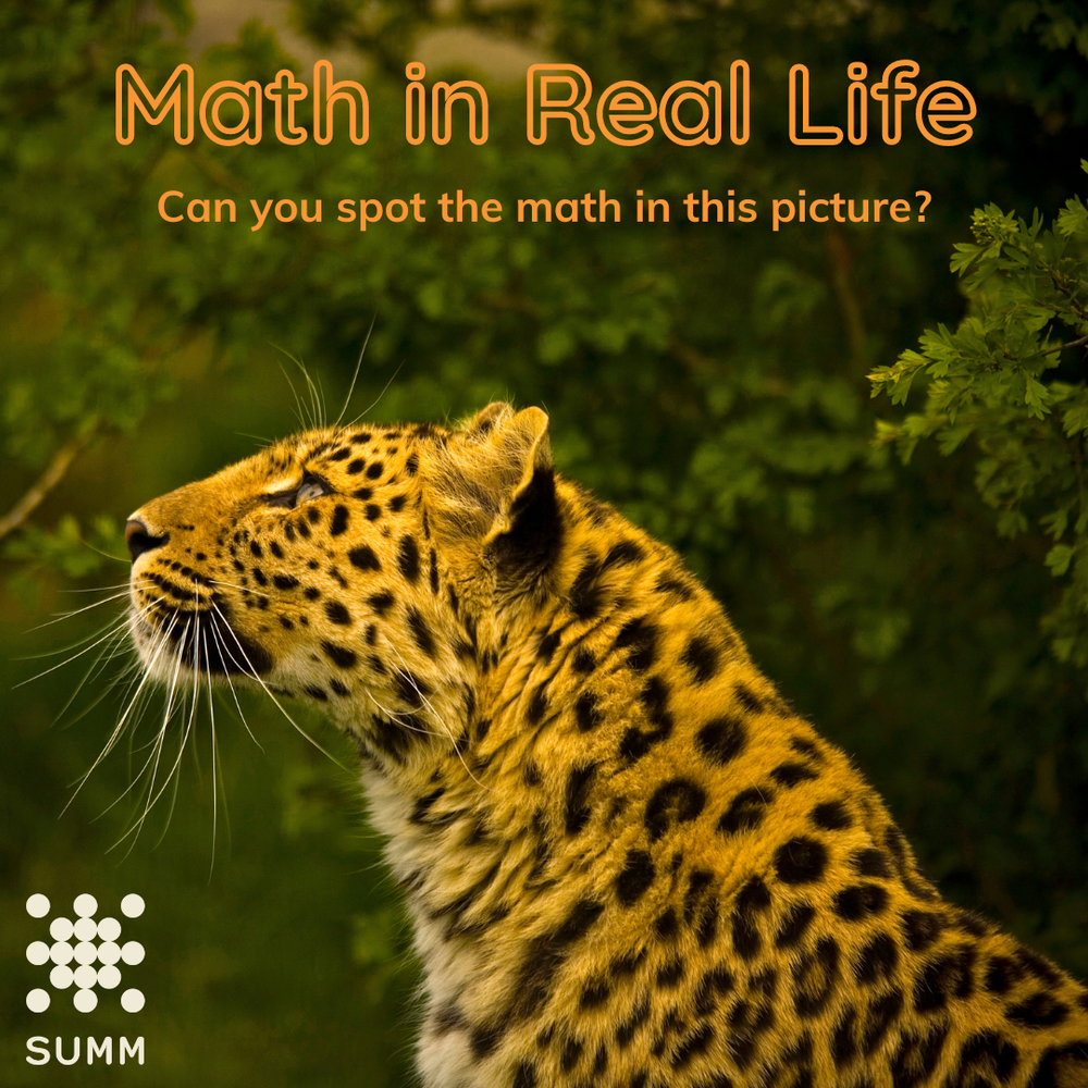 Math in… Leopard Spots — Seattle Universal Math Museum