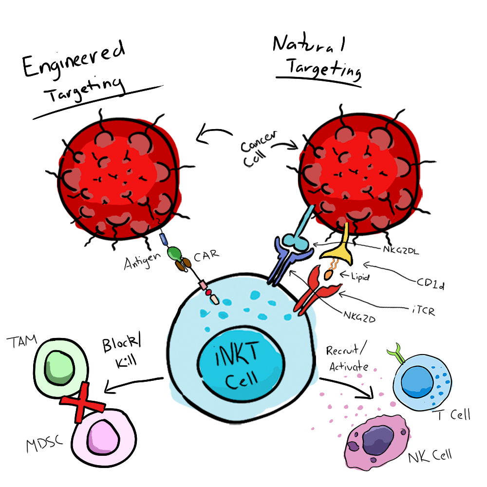 What are iNKT cells? | Discover Cancer Cell Therapy — Arovella ...