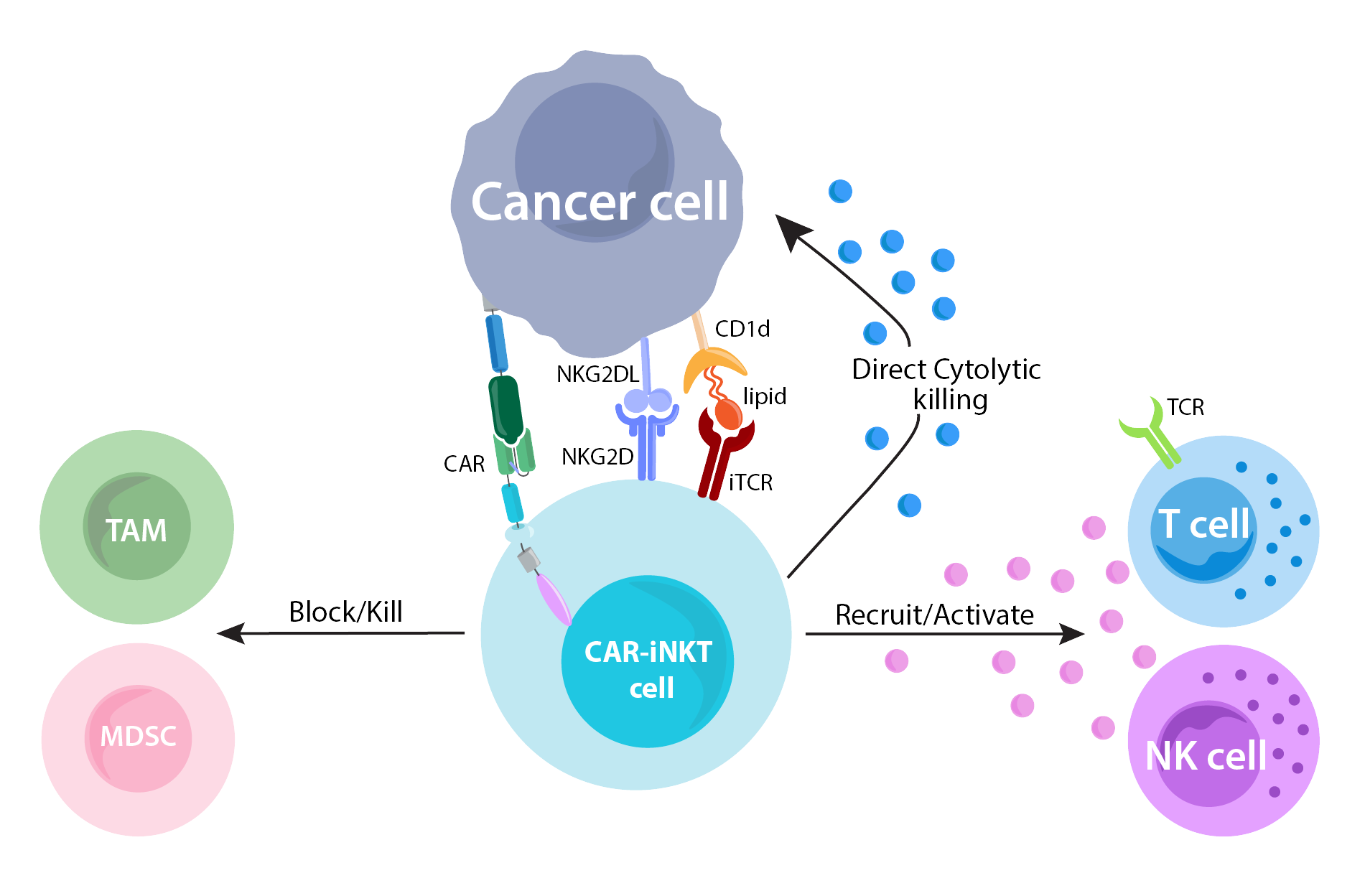 ALA-101: CAR19-iNKT | Discover Innovative Cancer Therapies — Arovella Therapeutics ASX: ALA