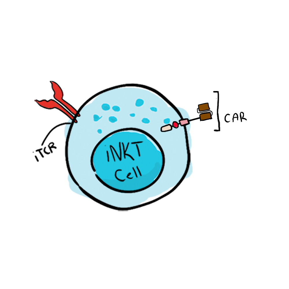 What are iNKT cells? | Discover Cancer Cell Therapy — Arovella ...