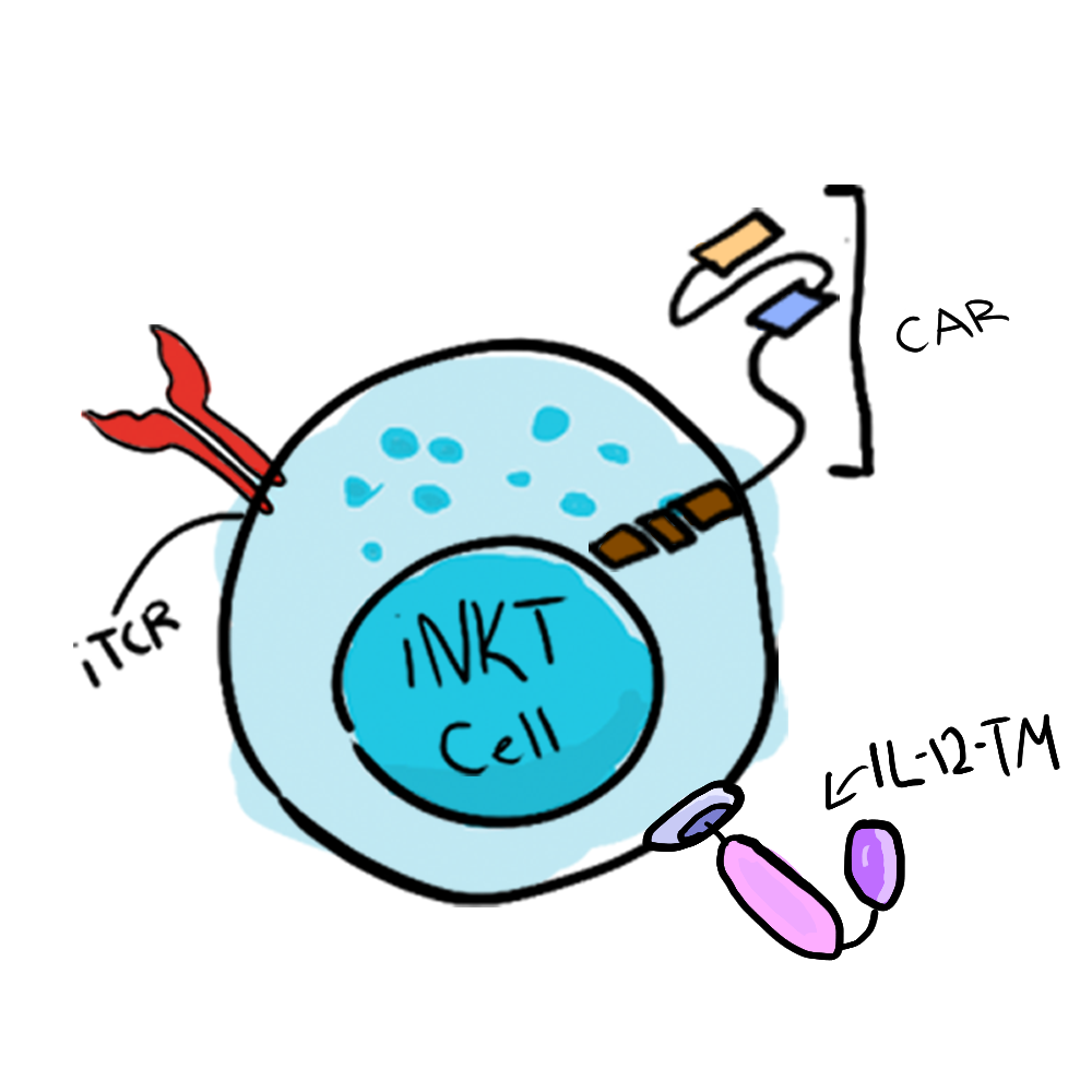 What are iNKT cells? | Discover Cancer Cell Therapy — Arovella ...