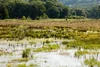 The PERMIT Act: Speed vs. Transparency in Wetland Protection ...