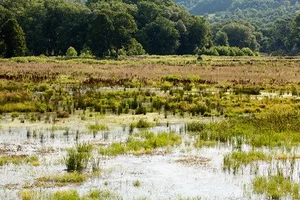The PERMIT Act: Speed vs. Transparency in Wetland Protection ...