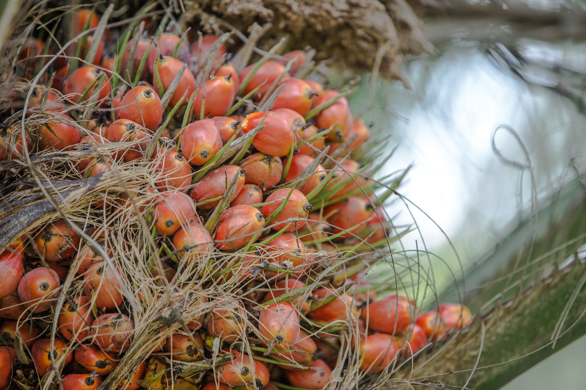 NDPE Implementation Reporting Framework