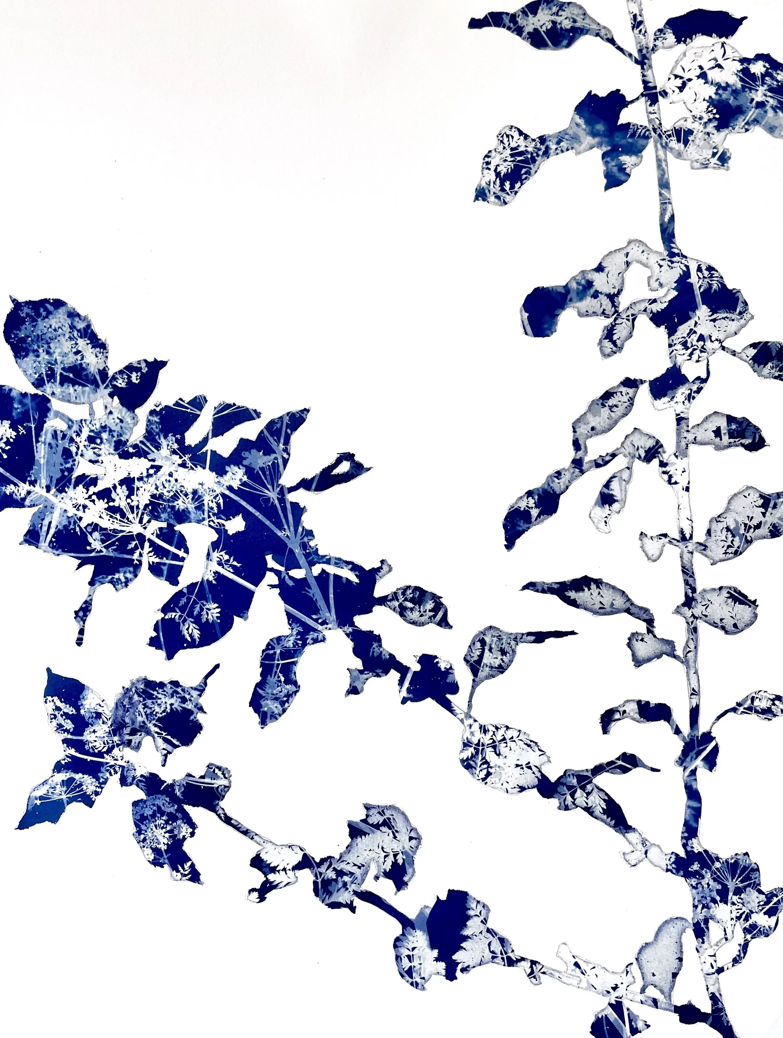 monochromatic blue botanical cyanotype prints by Christine So ...