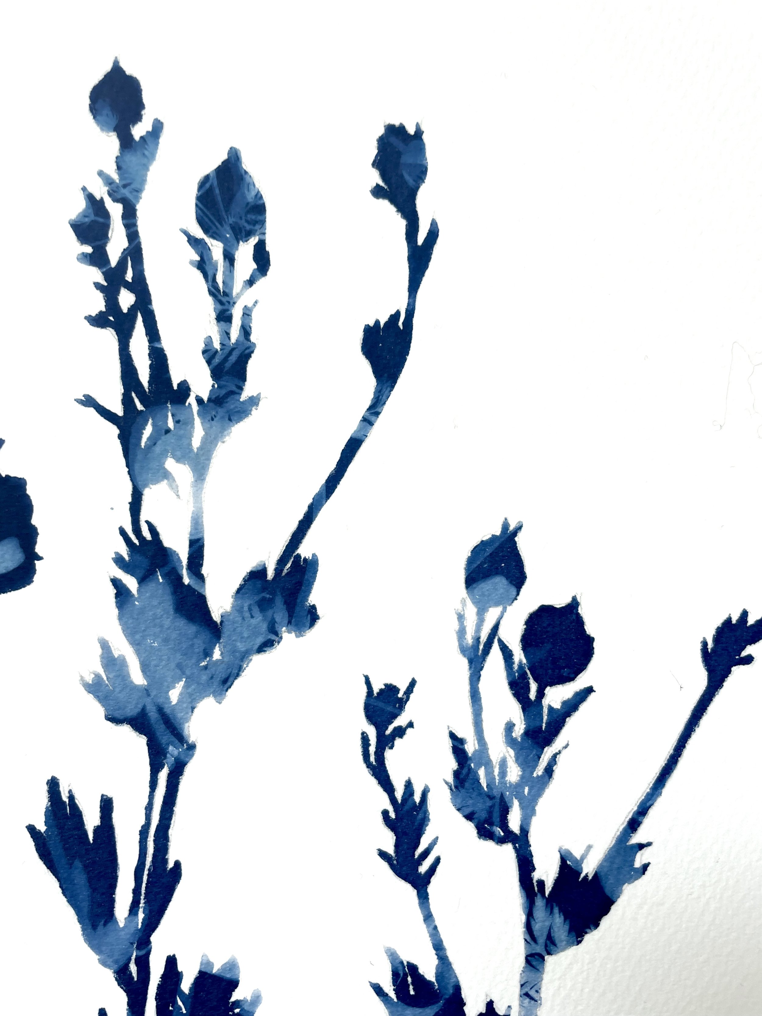 monochromatic blue botanical cyanotype prints by Christine So ...