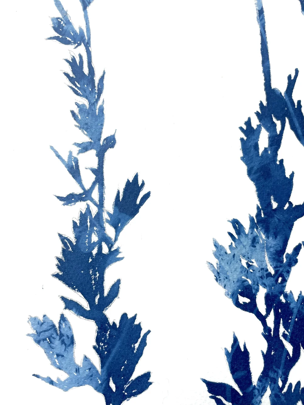 monochromatic blue botanical cyanotype prints by Christine So ...
