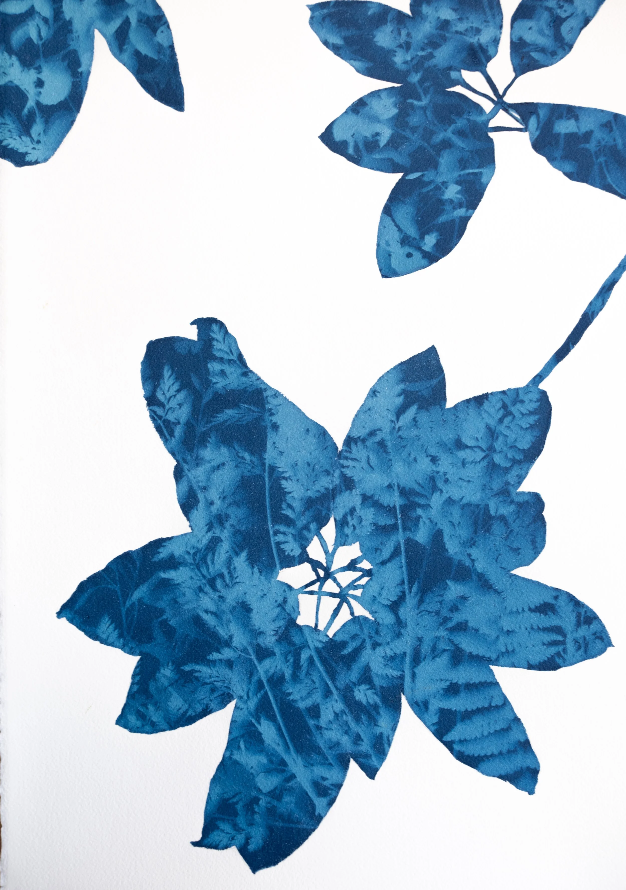 monochromatic blue botanical cyanotype prints by Christine So ...