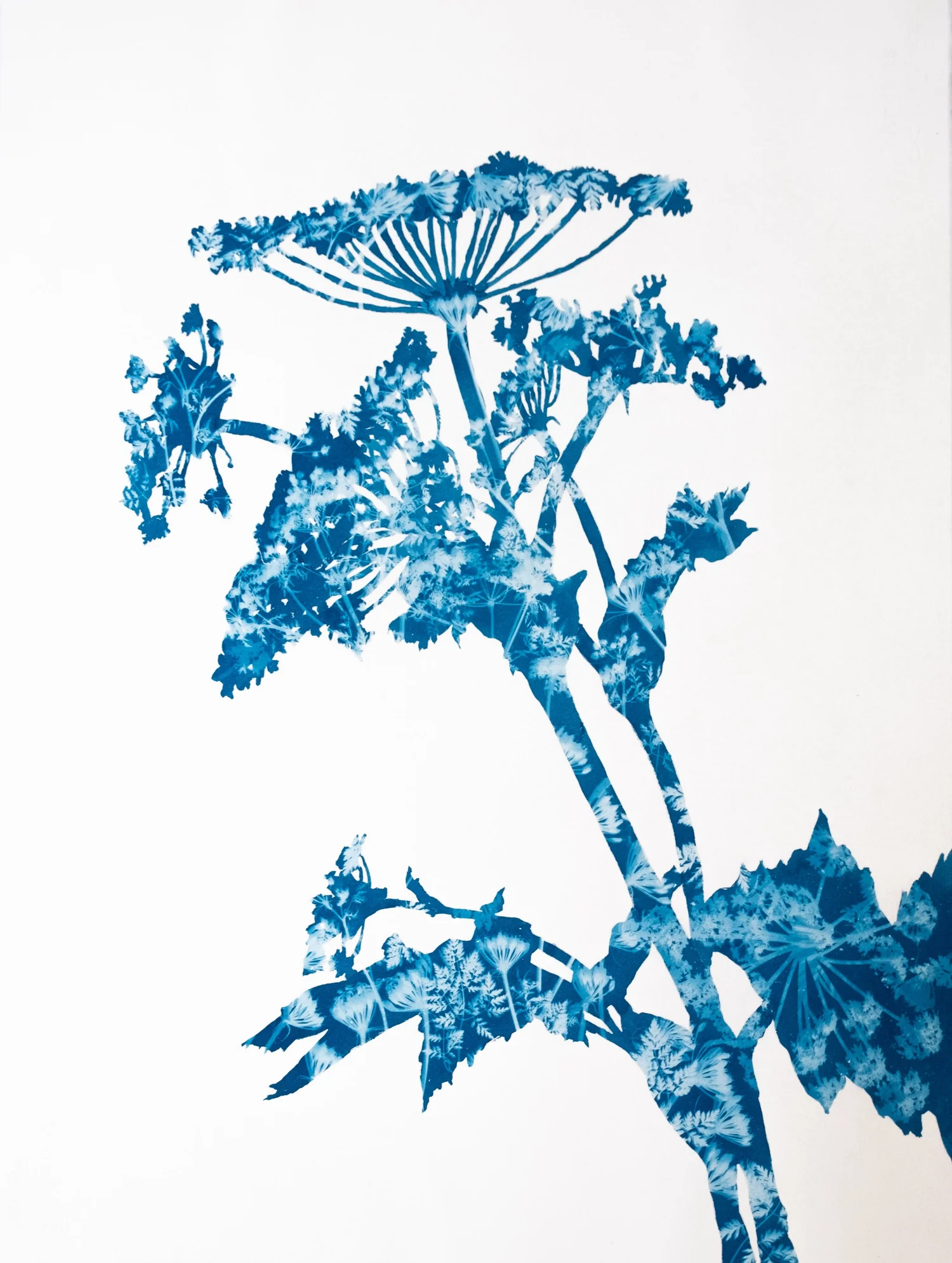 monochromatic blue botanical cyanotype prints by Christine So ...