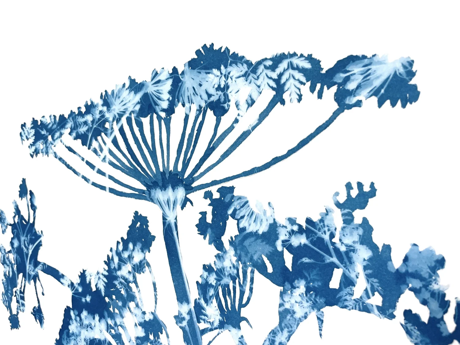 monochromatic blue botanical cyanotype prints by Christine So ...