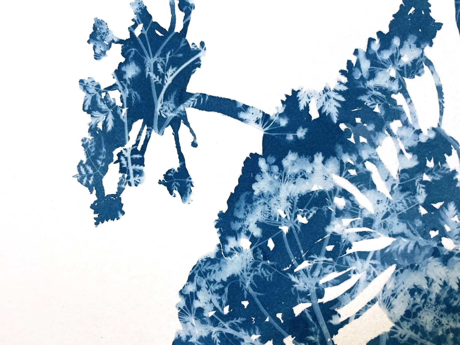 monochromatic blue botanical cyanotype prints by Christine So ...