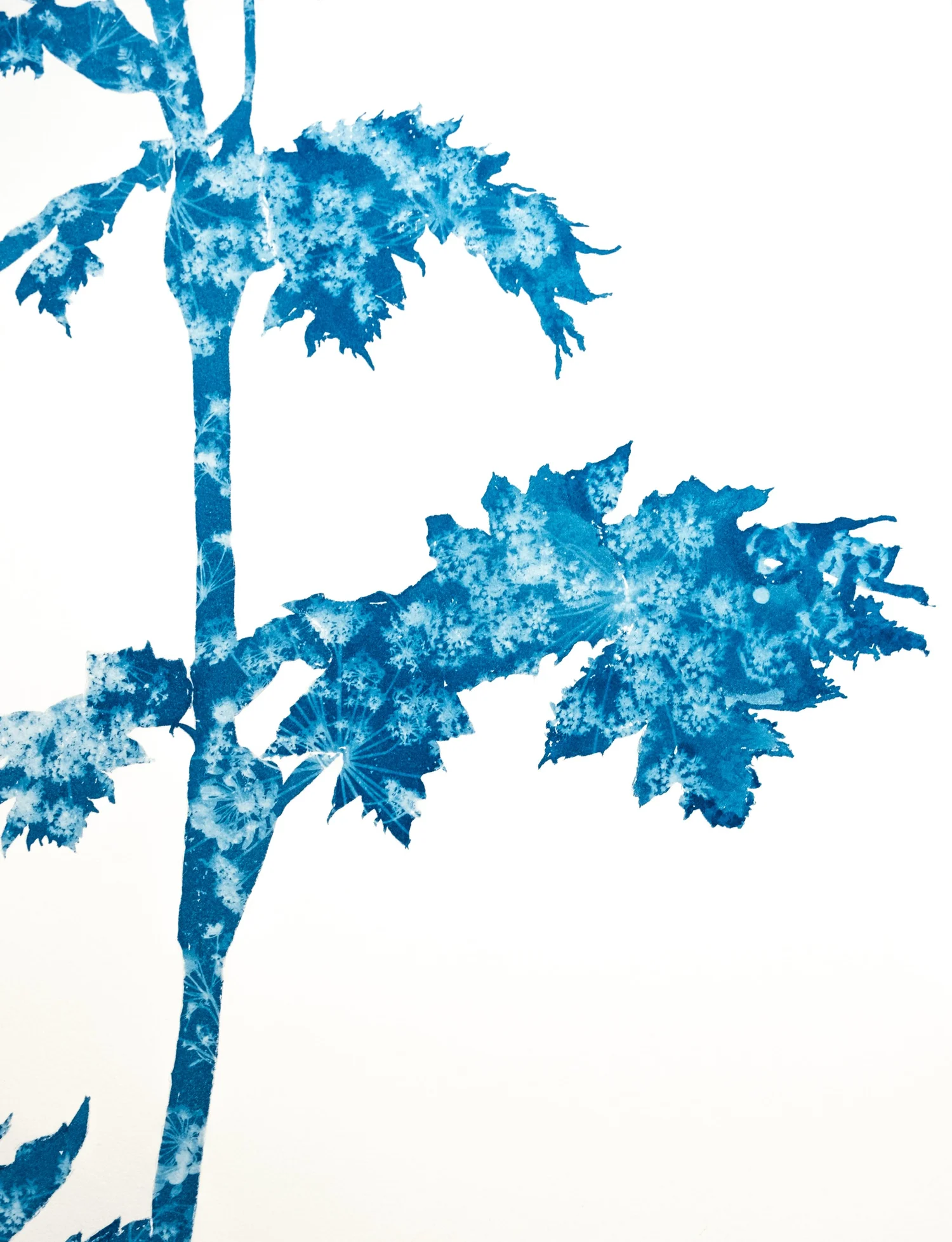 monochromatic blue botanical cyanotype prints by Christine So ...