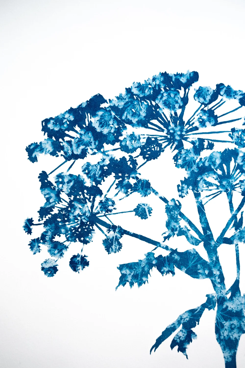 monochromatic blue botanical cyanotype prints by Christine So ...