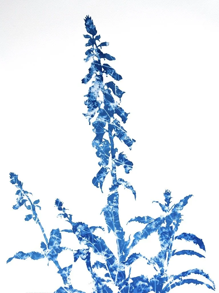 monochromatic blue botanical cyanotype prints by Christine So ...