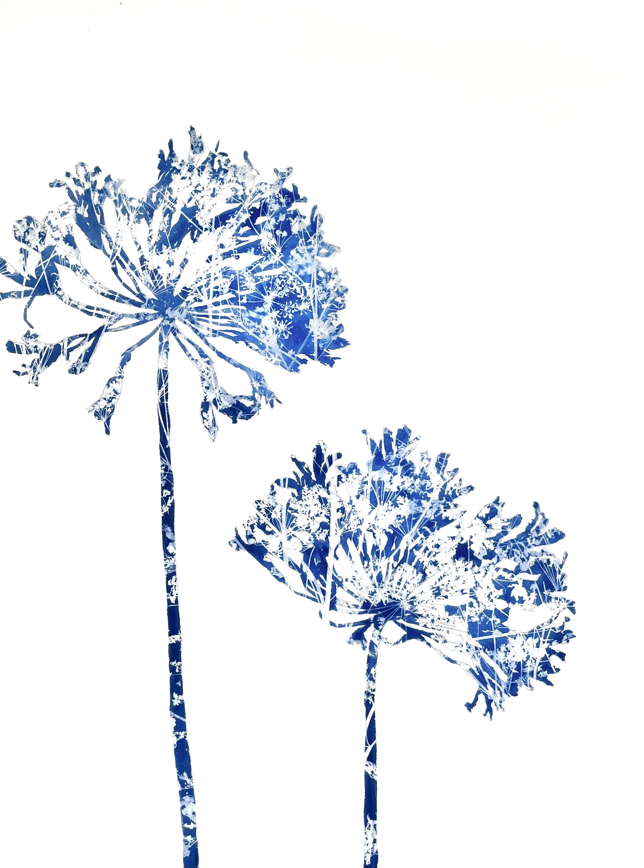 monochromatic blue botanical cyanotype prints by Christine So ...