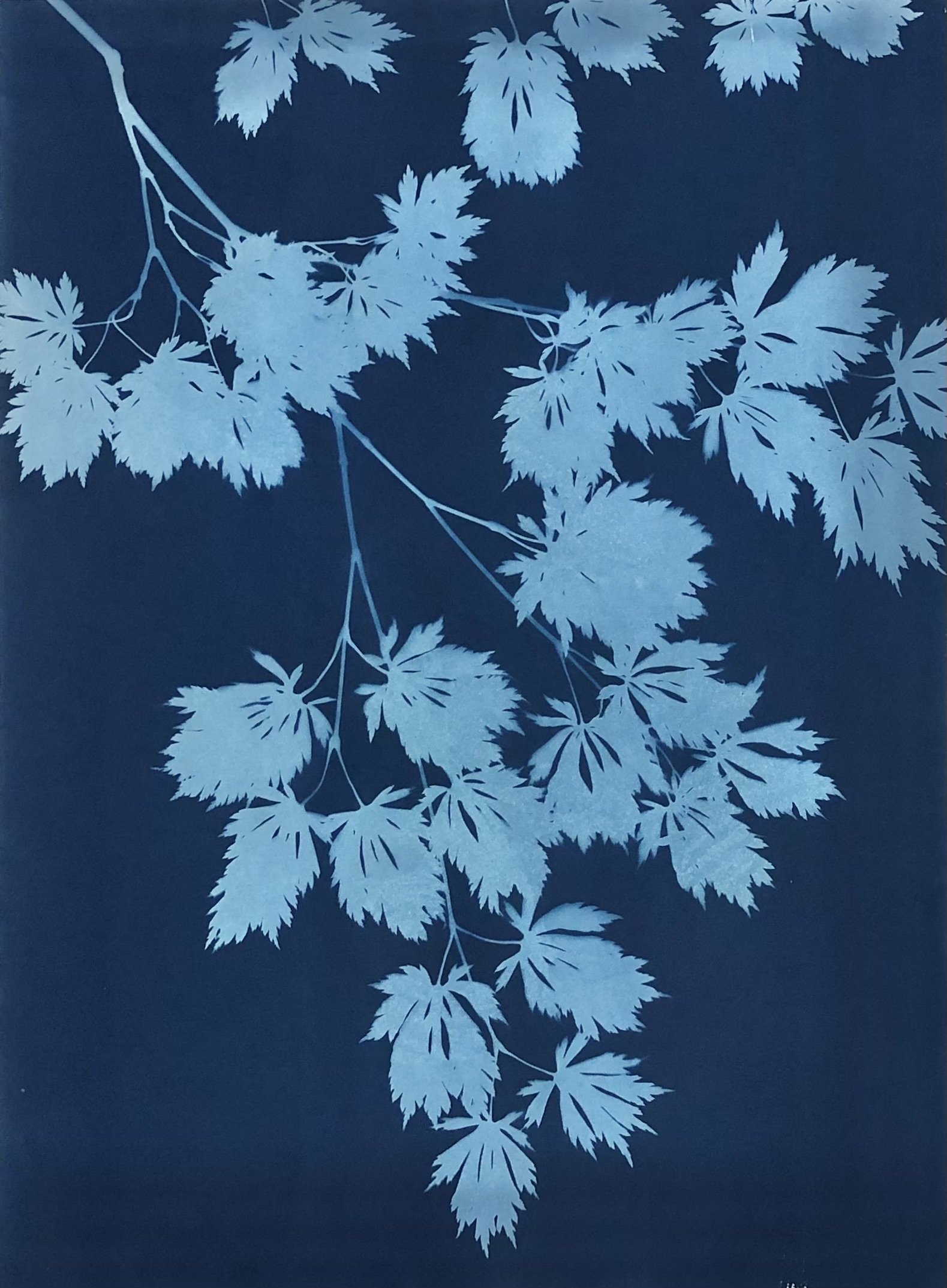 monochromatic blue botanical cyanotype prints by Christine So ...