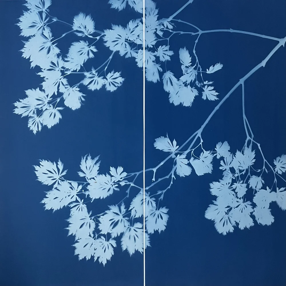 monochromatic blue botanical cyanotype prints by Christine So ...