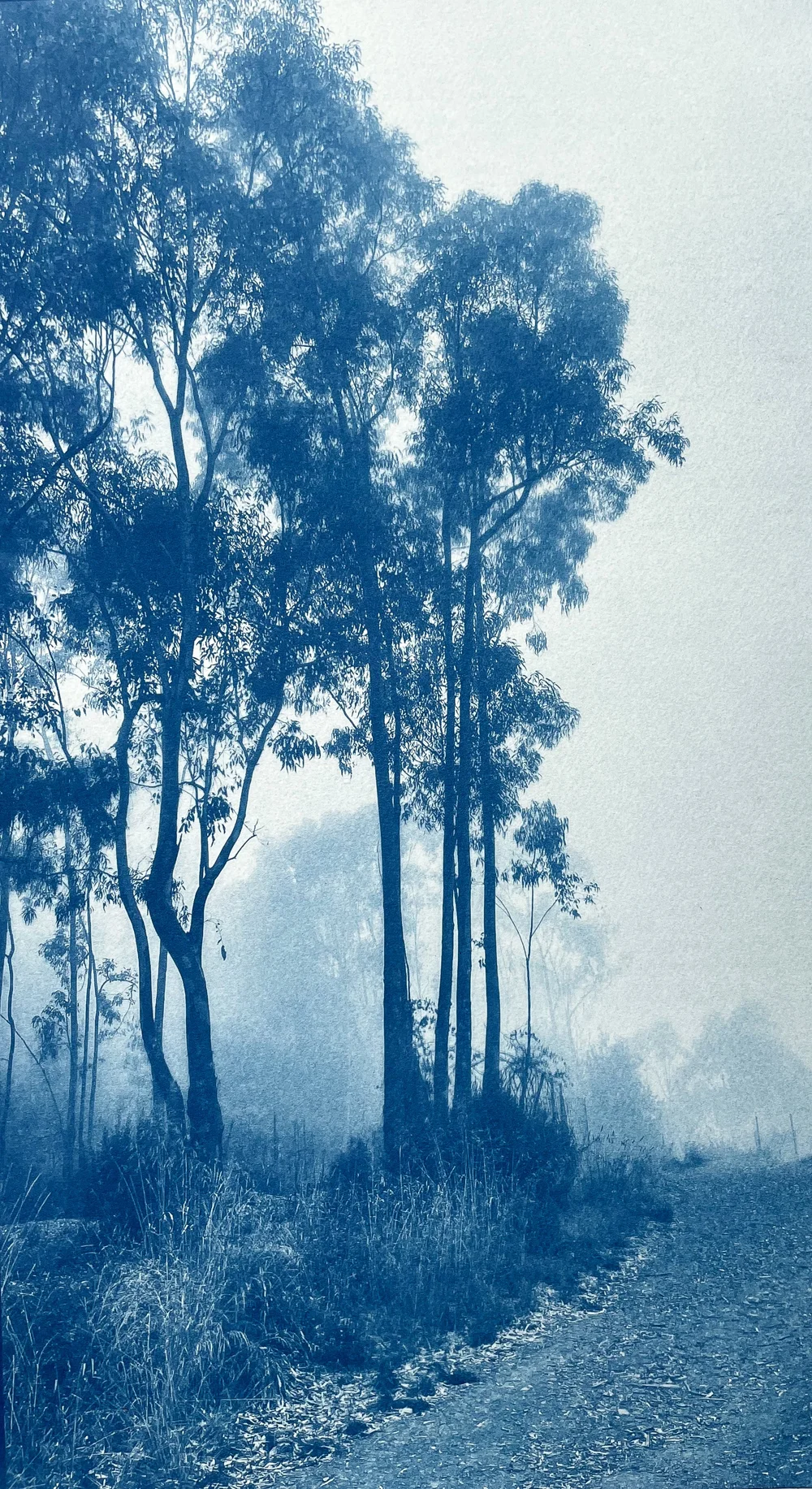monochromatic blue botanical cyanotype prints by Christine So ...