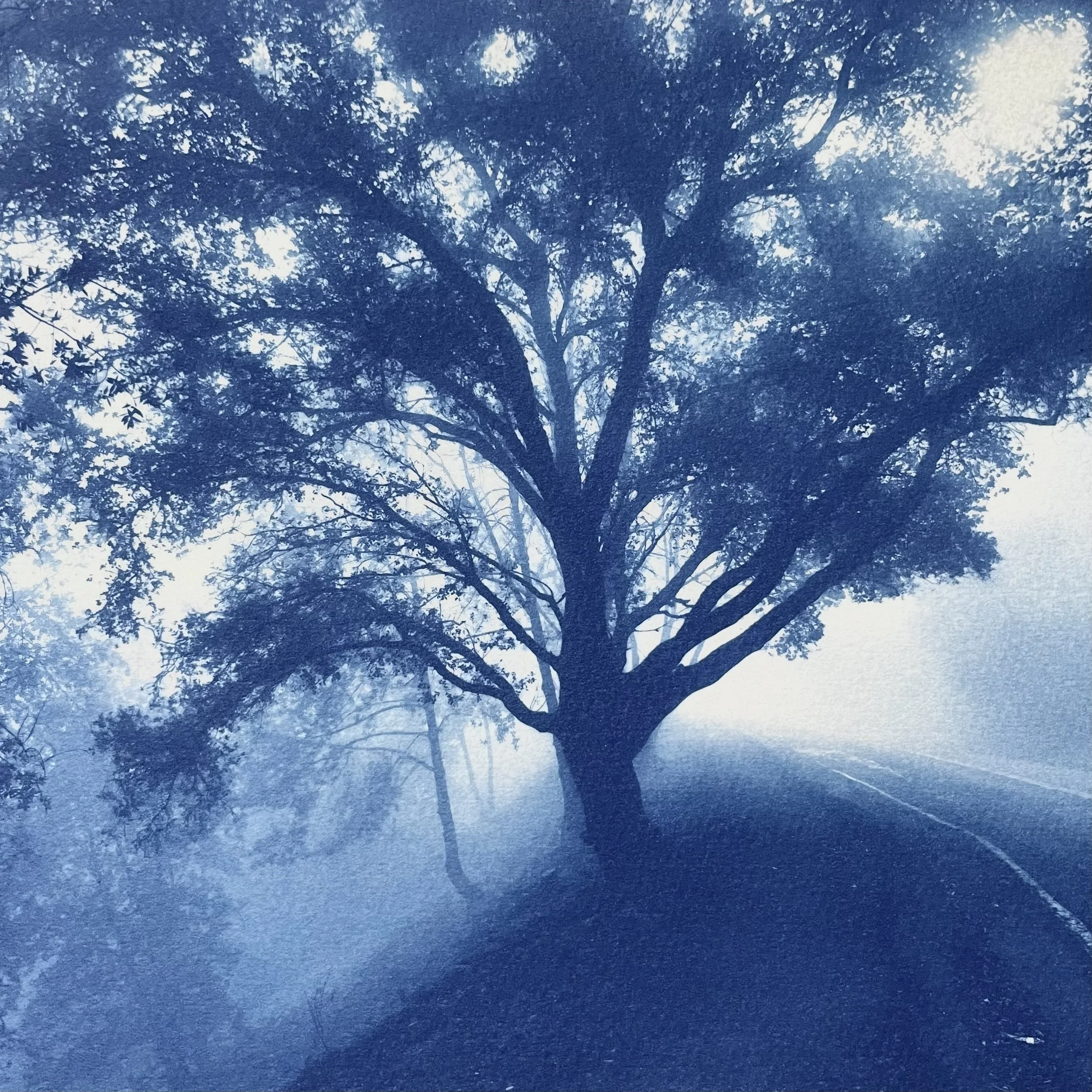 monochromatic blue botanical cyanotype prints by Christine So ...