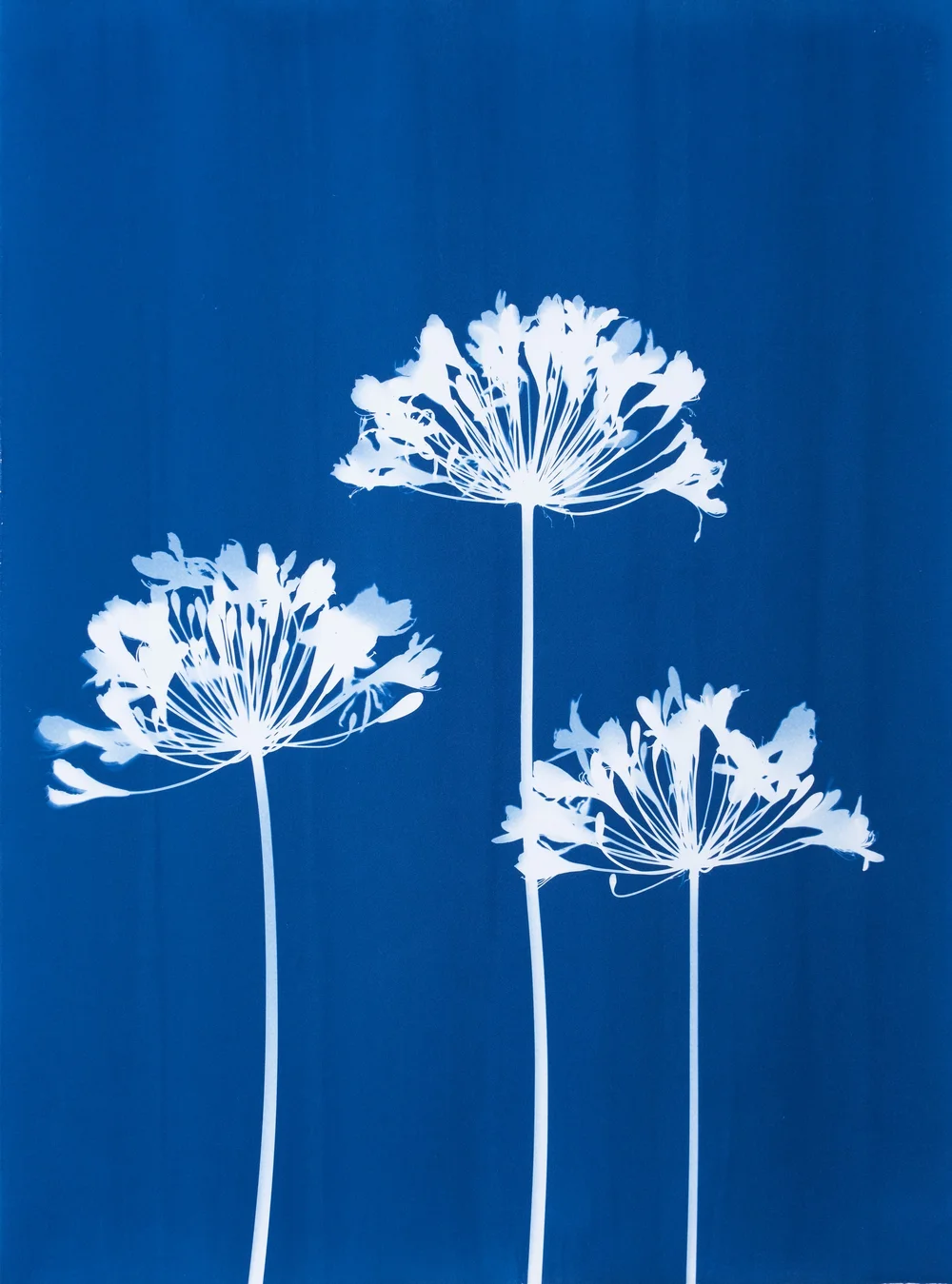 monochromatic blue botanical cyanotype prints by Christine So ...
